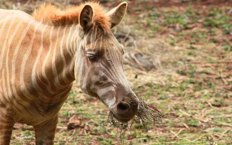 20 Animales albinos y su belleza única | CODIGO ANIMAL