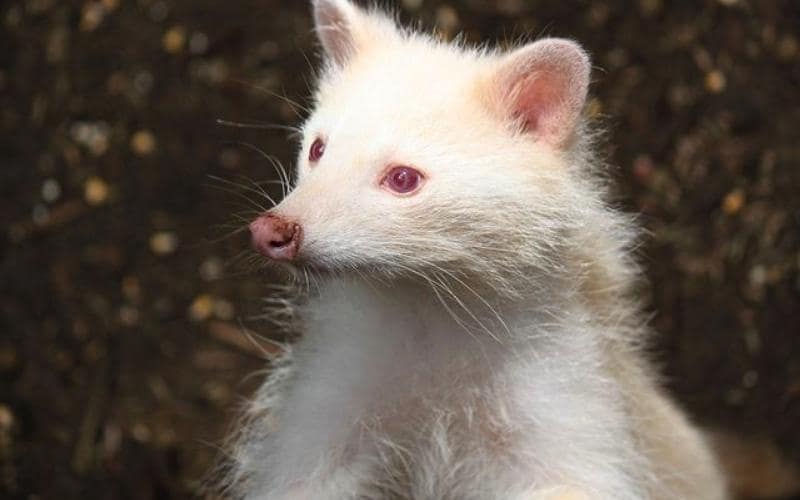 20 Animales albinos y su belleza única | CODIGO ANIMAL