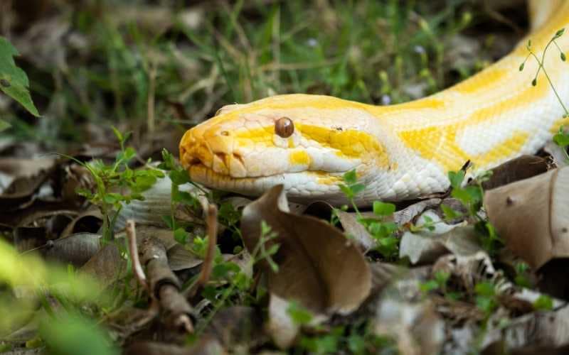 20 Animales albinos y su belleza única | CODIGO ANIMAL
